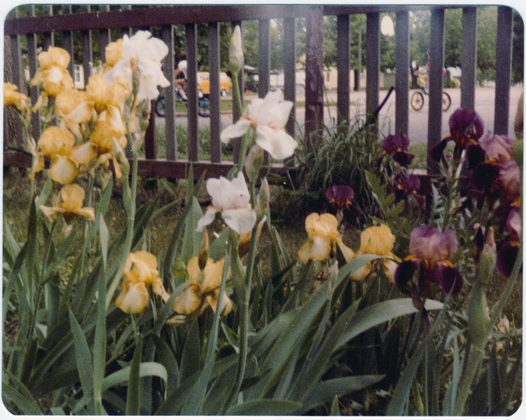 Iris diary: 3. Ambassadeur | Things mom saved.